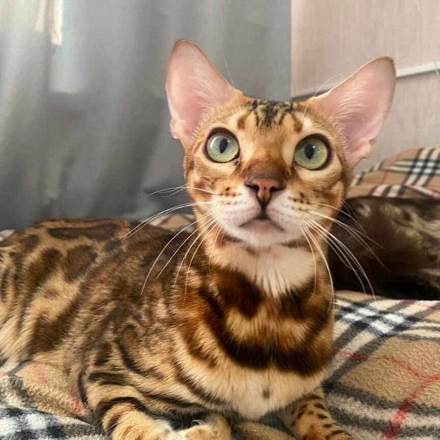 Бенгальская кошка продам