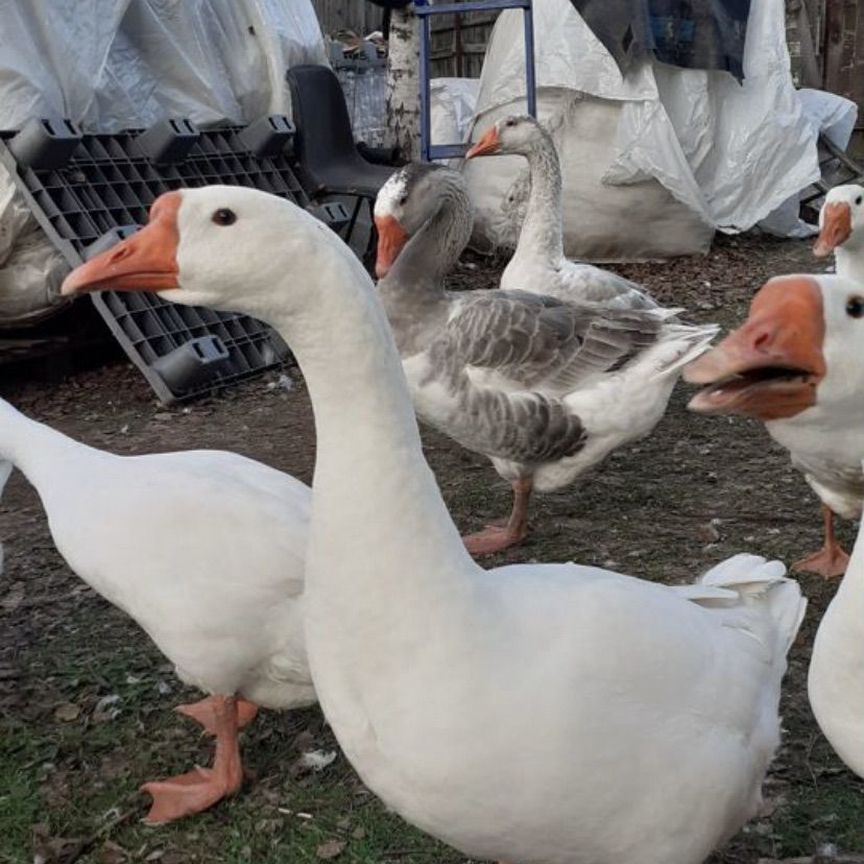 Домашние мясо гуся