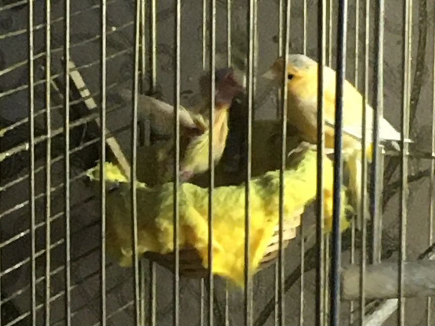 Канарейки певчие птицы