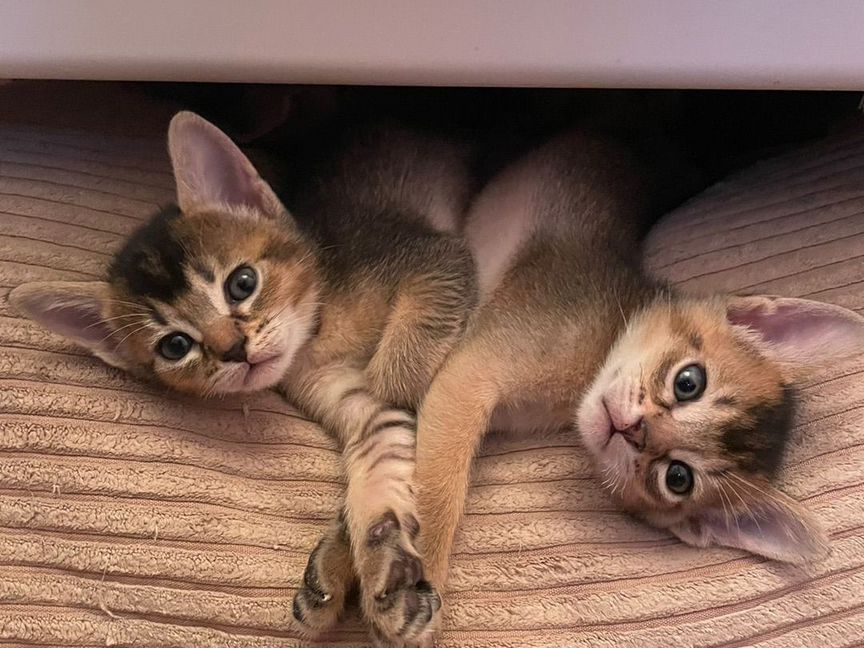 Абиссинсие котята