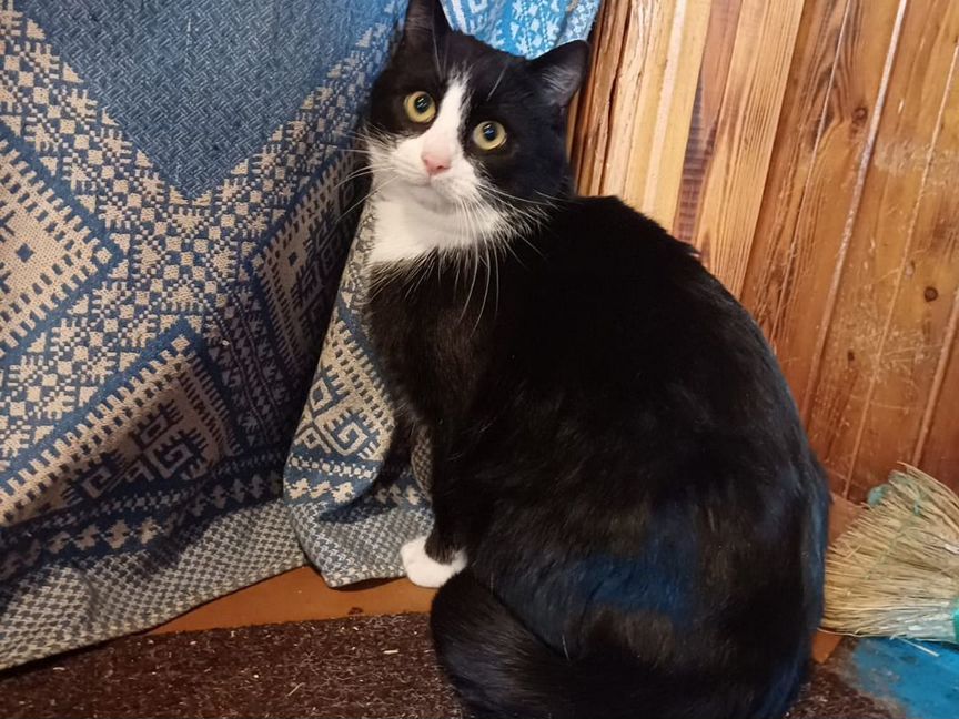 Милый Бельчонок в добрые руки