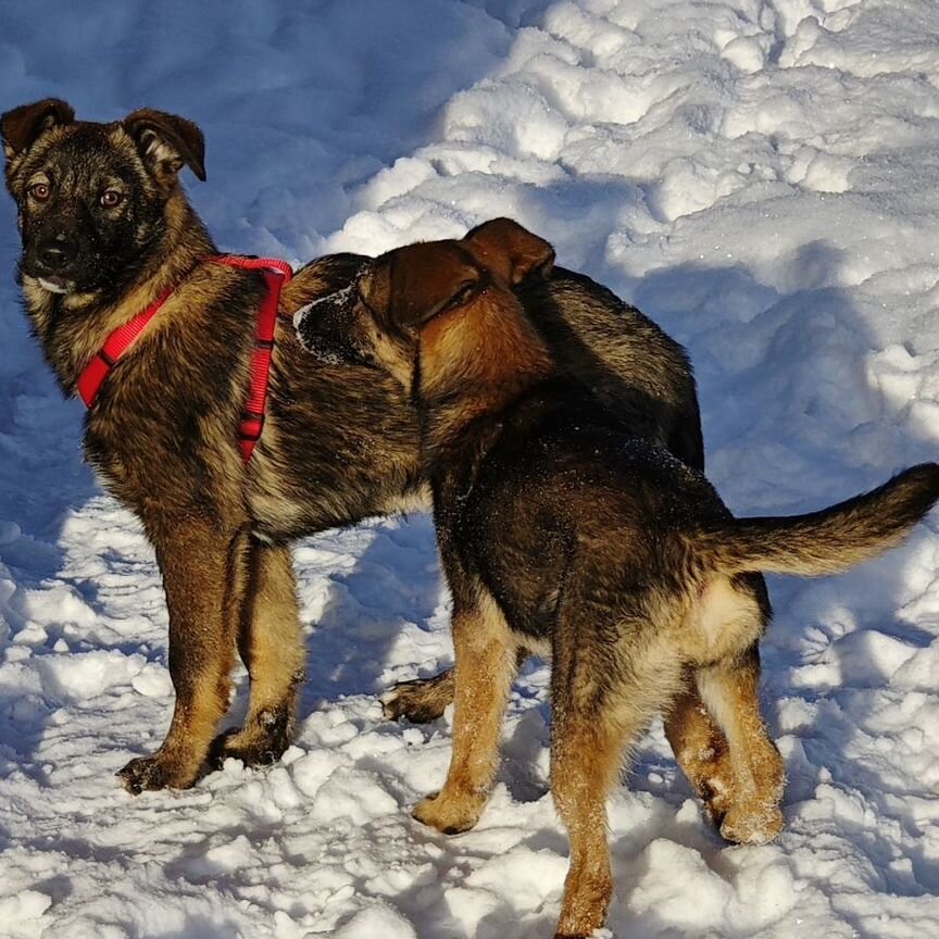 Щенок в добрые руки