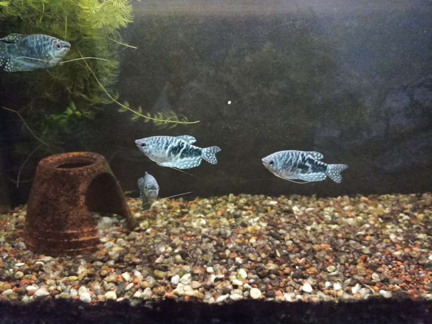 Гурами мраморный