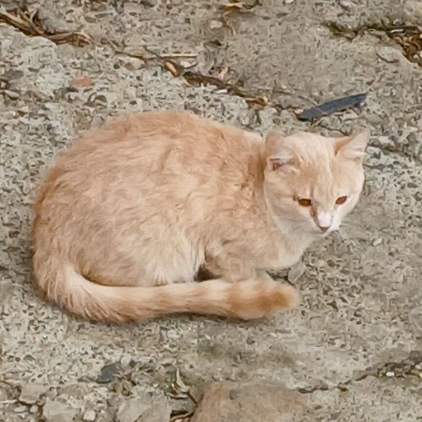 Котёнок бездомный