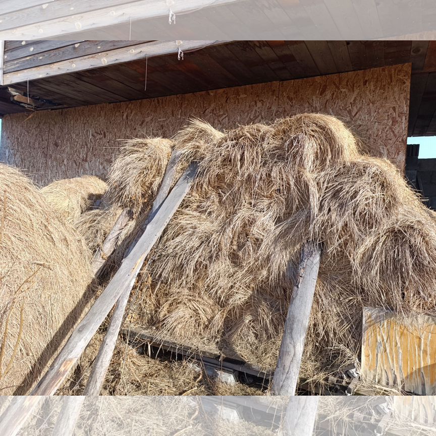 Продажа сена Лежит под навесом