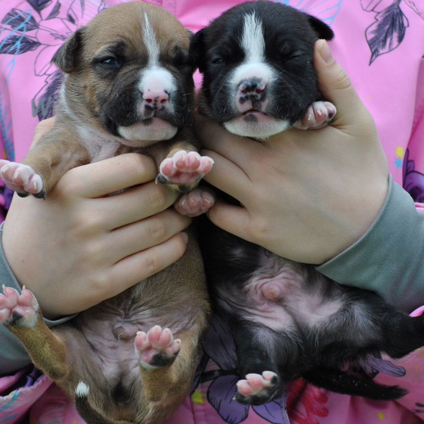 Американский стаффордширский терьер, щенок