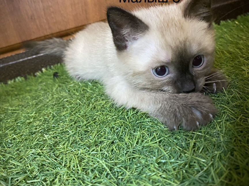 Тайские сиамские котята