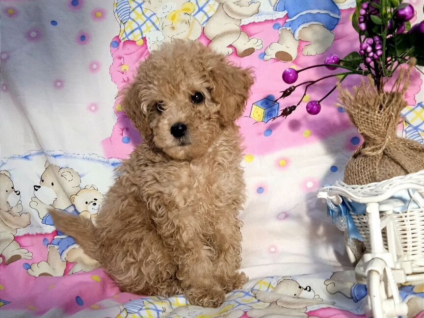 Той-пудель девочка