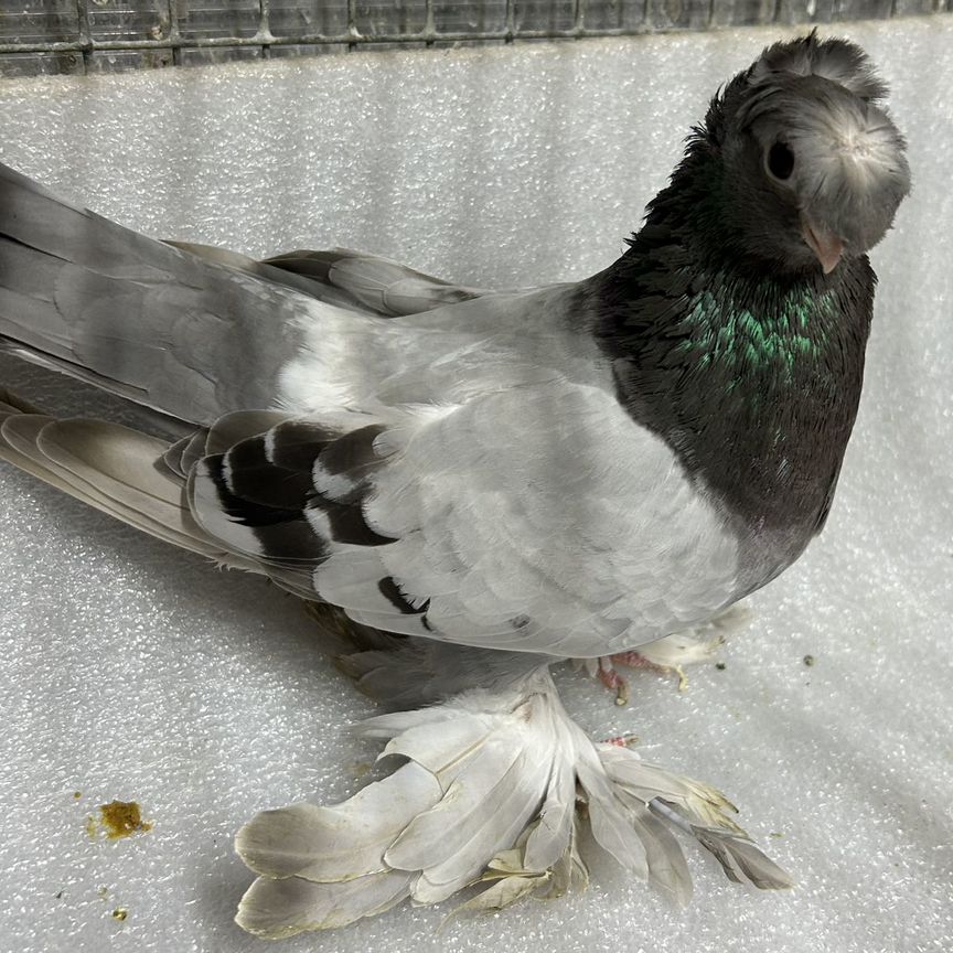 Продажа голубей