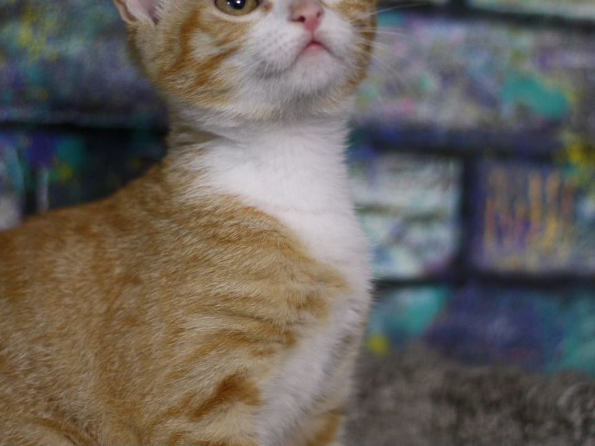 Шикарные рыжики в добрые руки