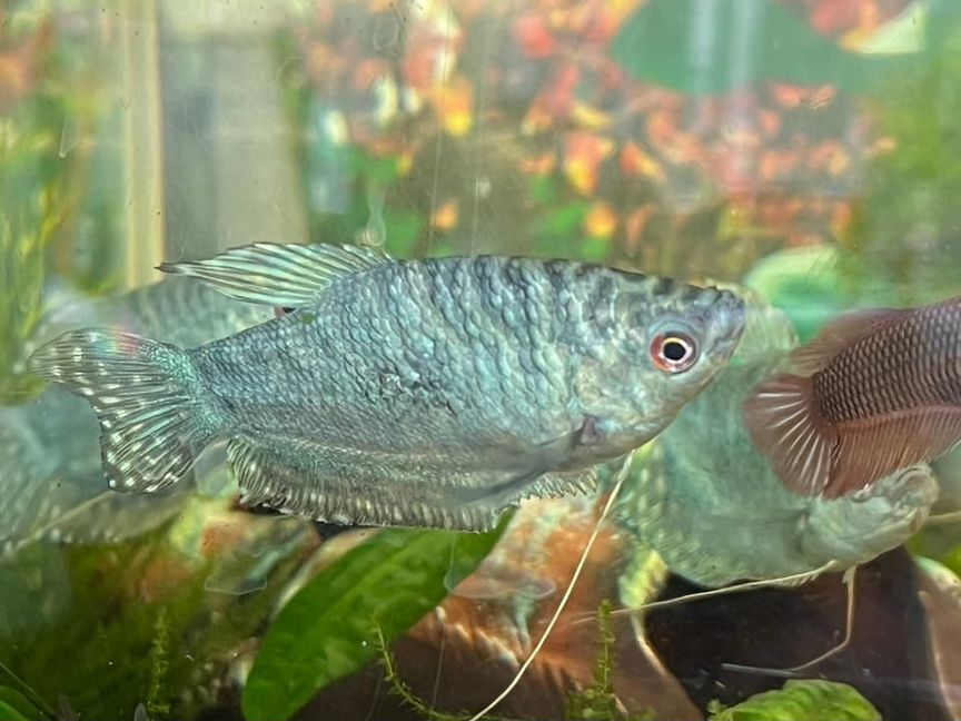 Аквариумные рыбки и растения