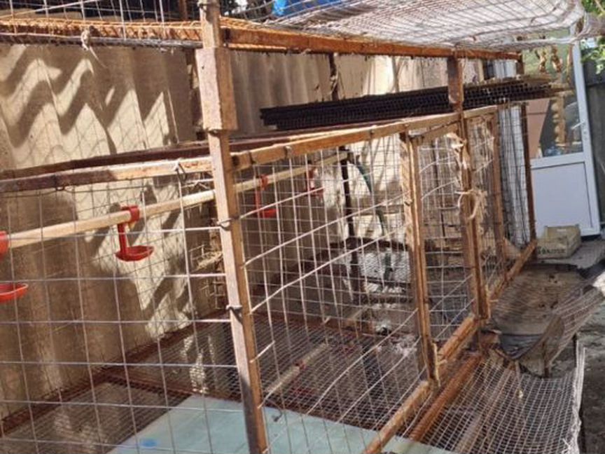 Клетки для кур