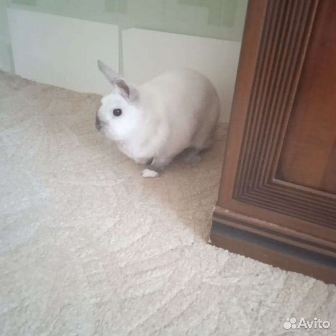 Кролик декаративный