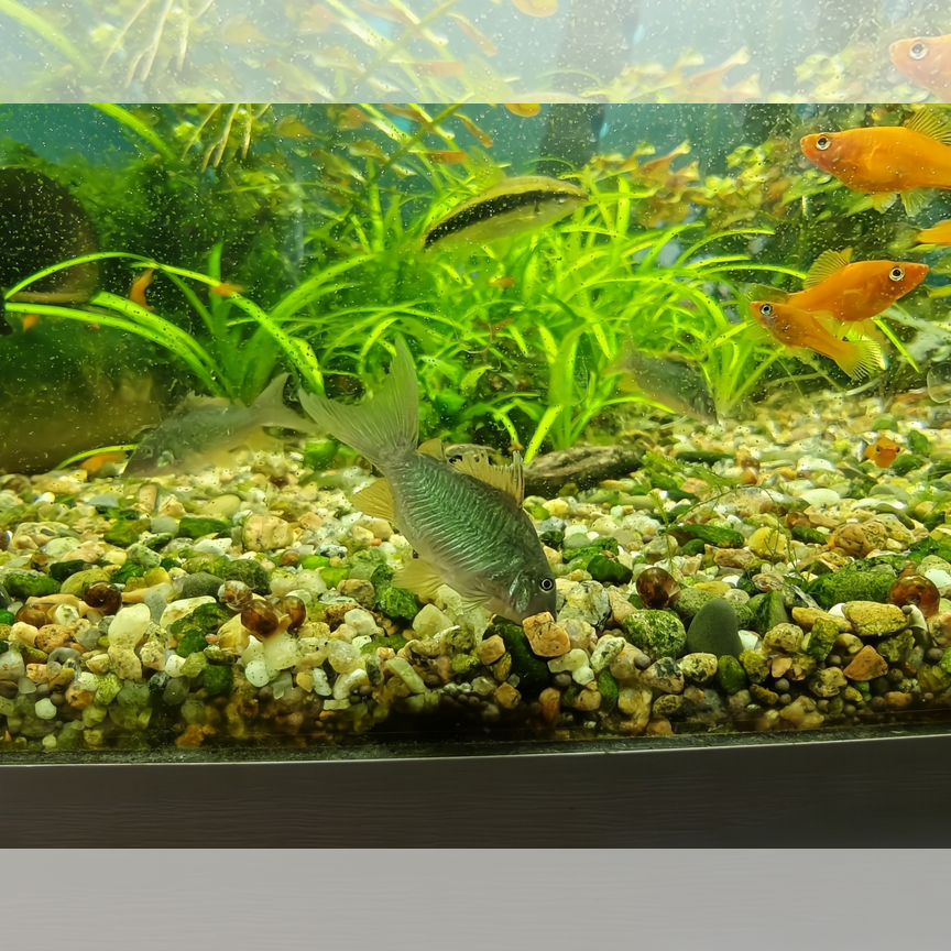 Брохис изумрудный подростки 5 шт