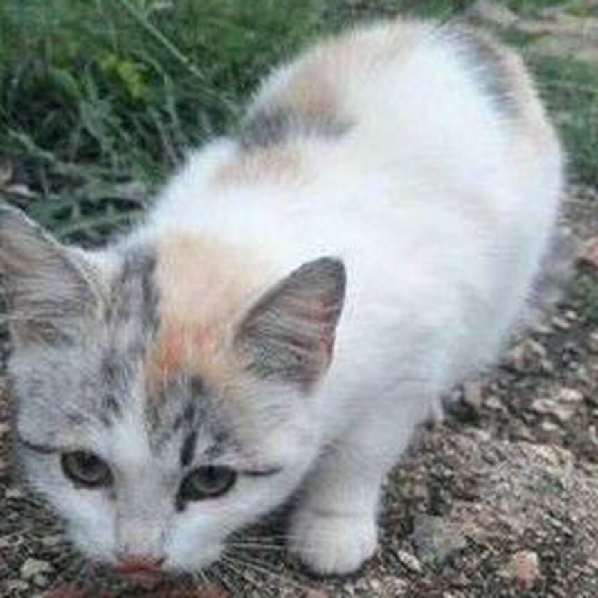 Котенок в добрые руки кошечка девочка стерильна