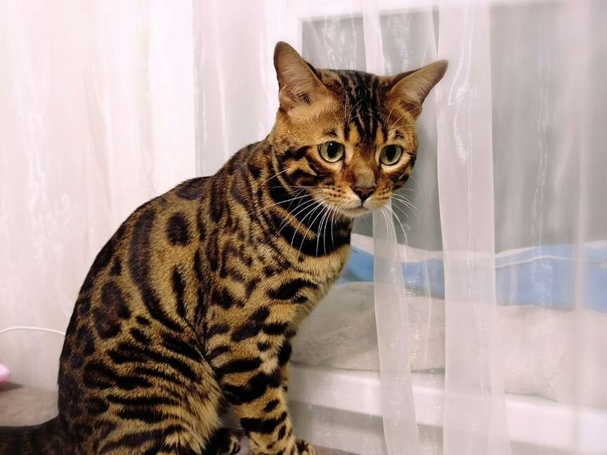 Бенгальская