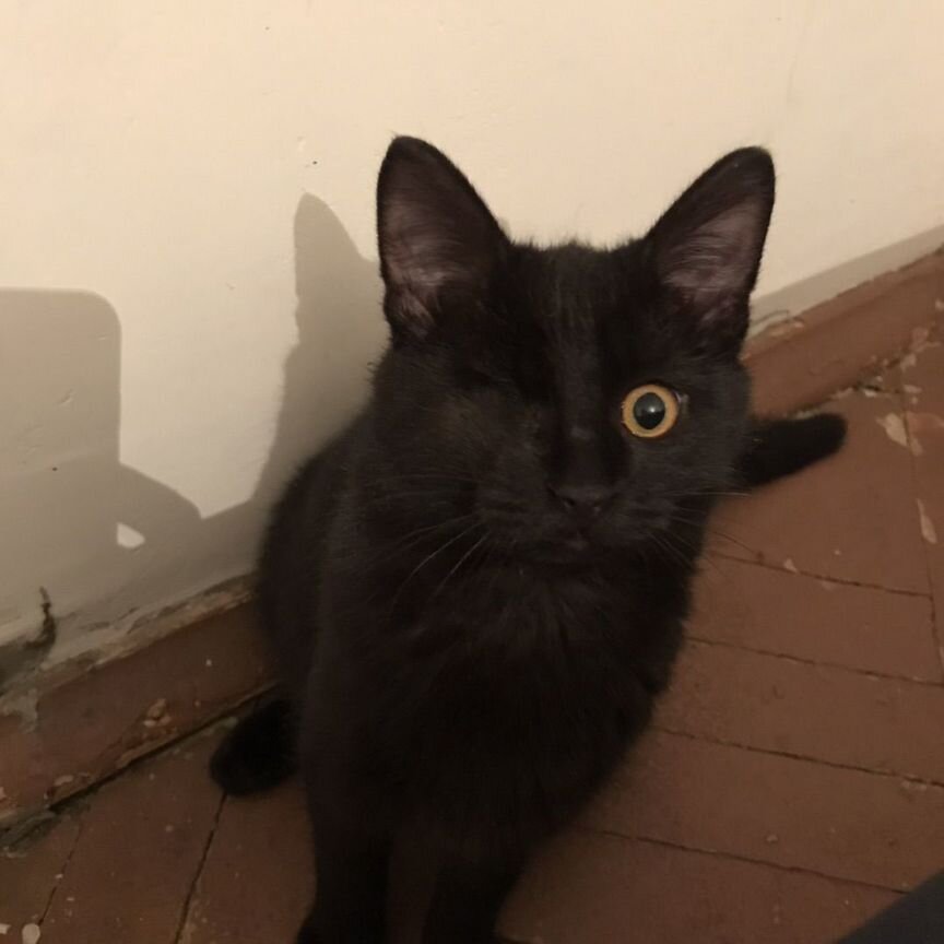 Котята в добрые руки мальчик