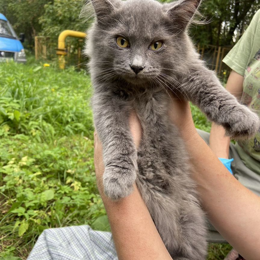 Невероятно прекрасный котомалыш в добрые руки