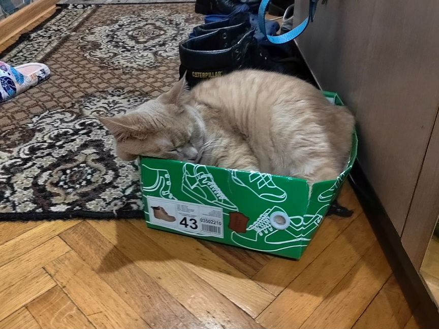 Продаю кота 43 размера