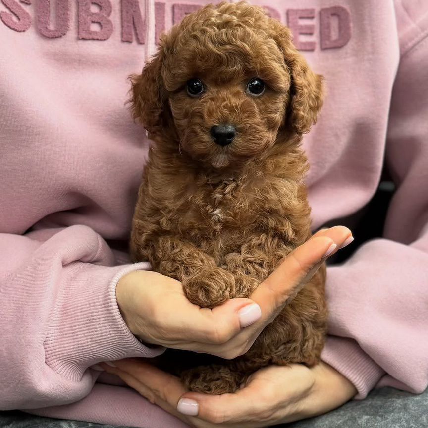 Той-пудель, щенок