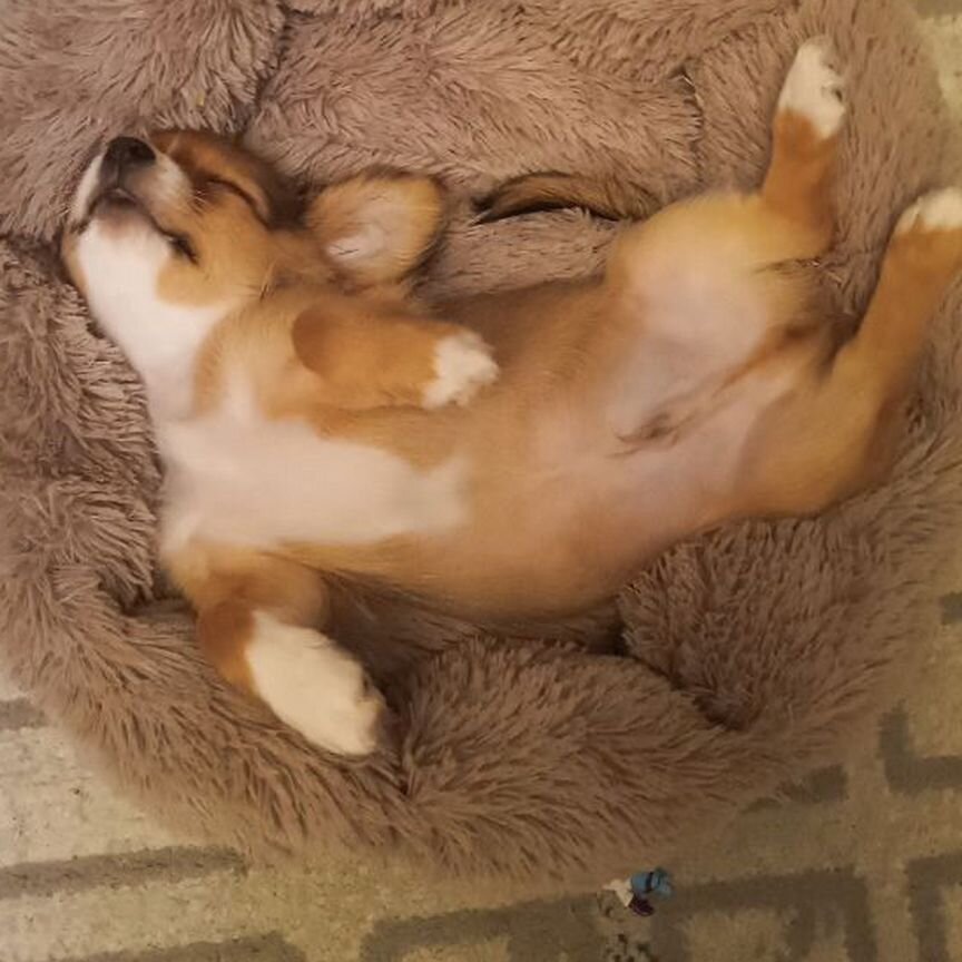 Чихуахуа, щенок