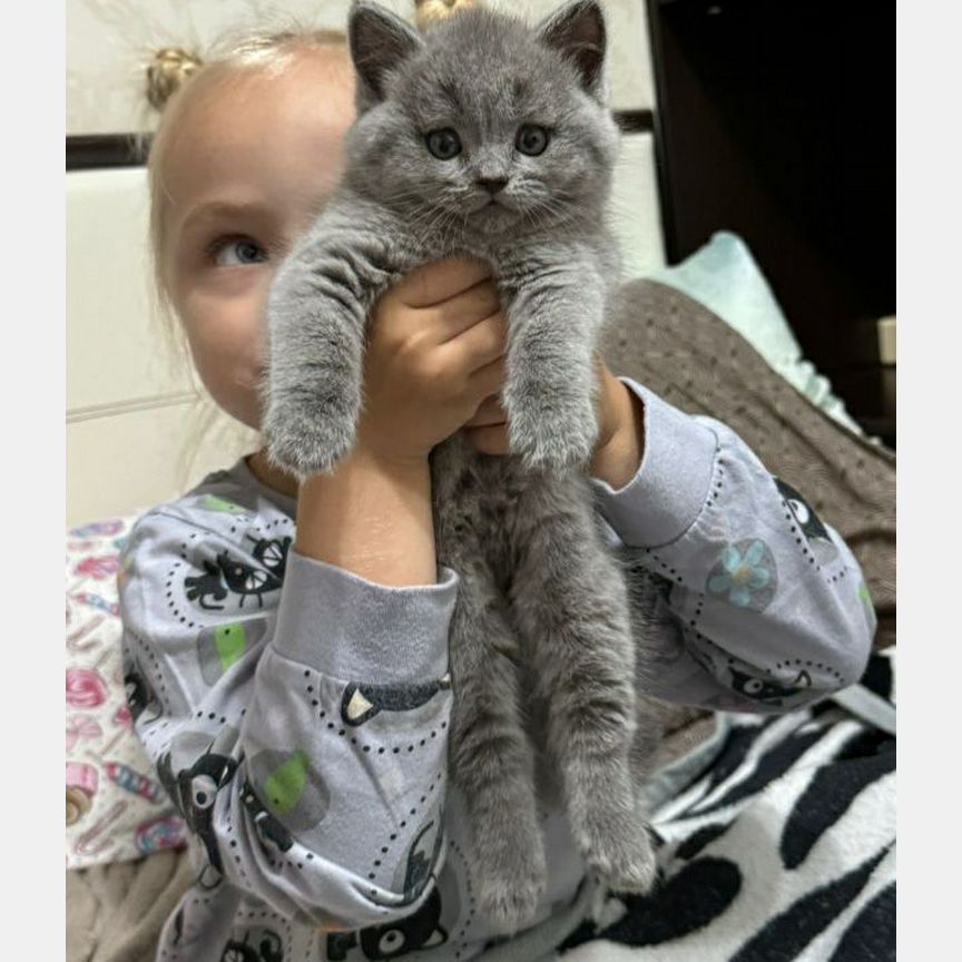 Шотландские котята