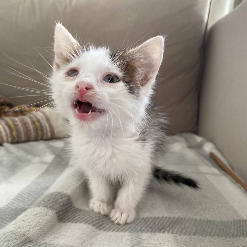 Котенок Васенька