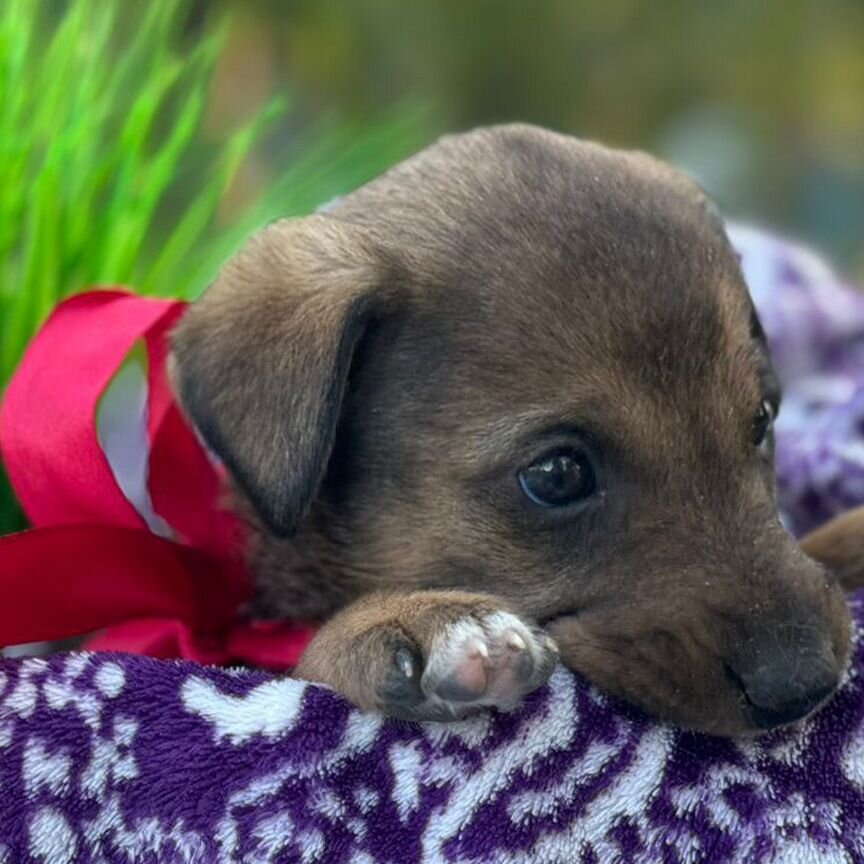 Щенок в добрые руки