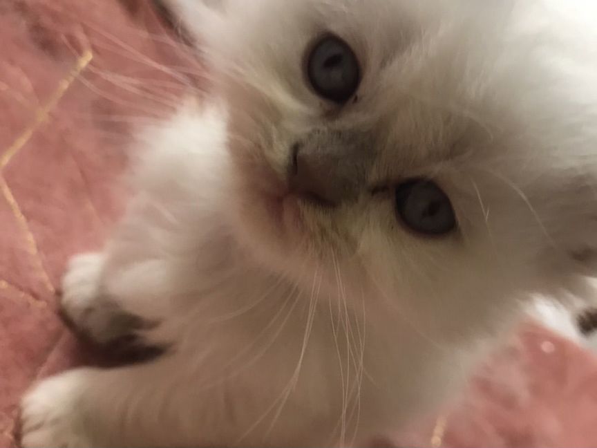 Котенок