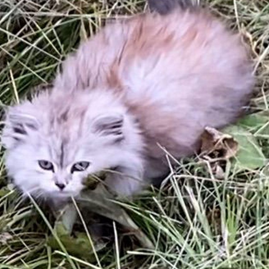 Котенок очень нежная
