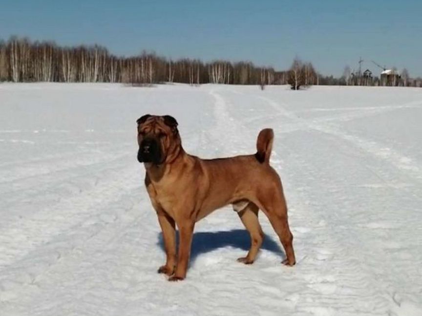 Щенки шарпея