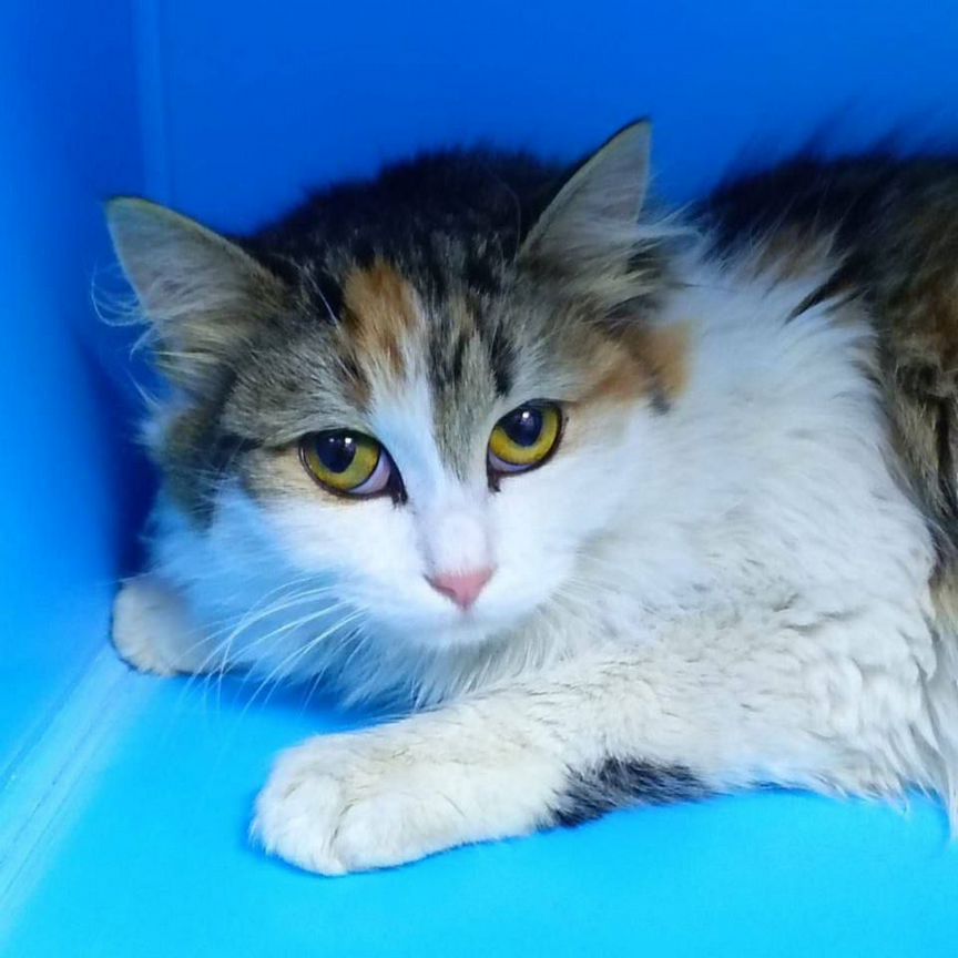 Кошка Акварель