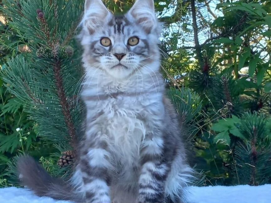 Кошка полидакт серебро