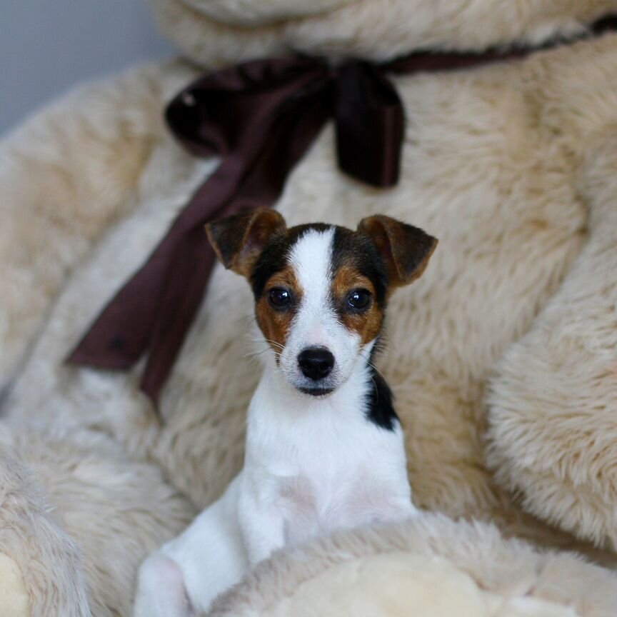 Джек рассел терьер