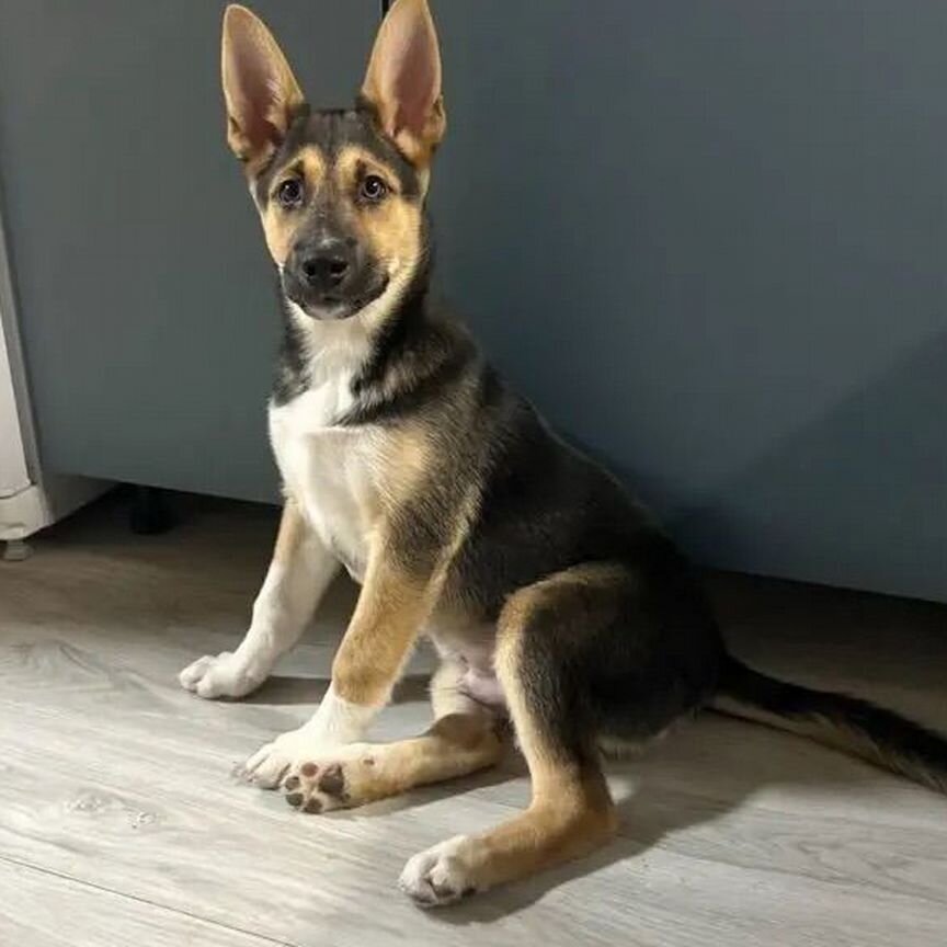 Аляскинский хаски, щенок