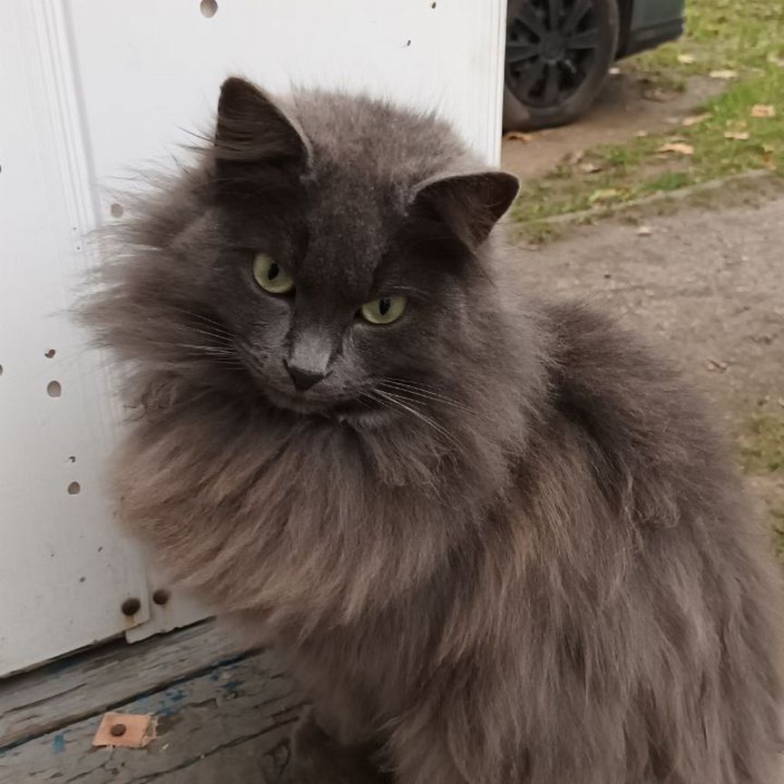 Кот ищет дом