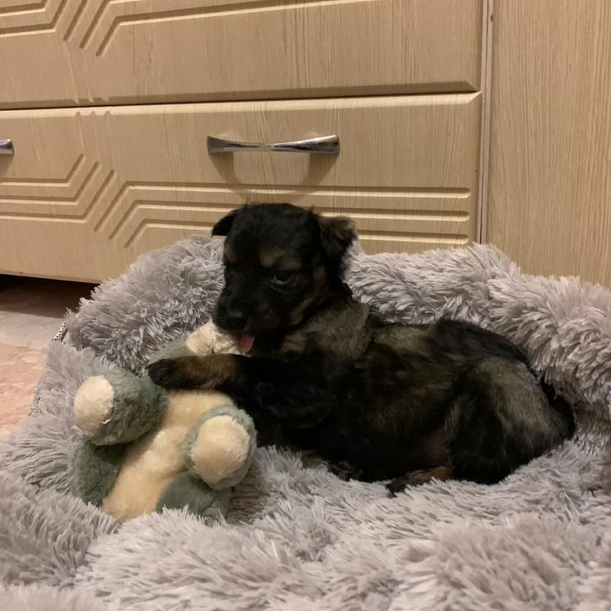 Щеночек в добрые руки