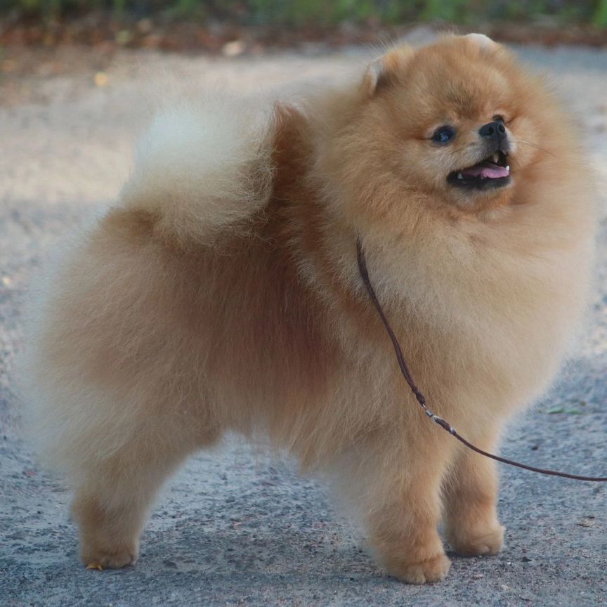 Померанский шпиц