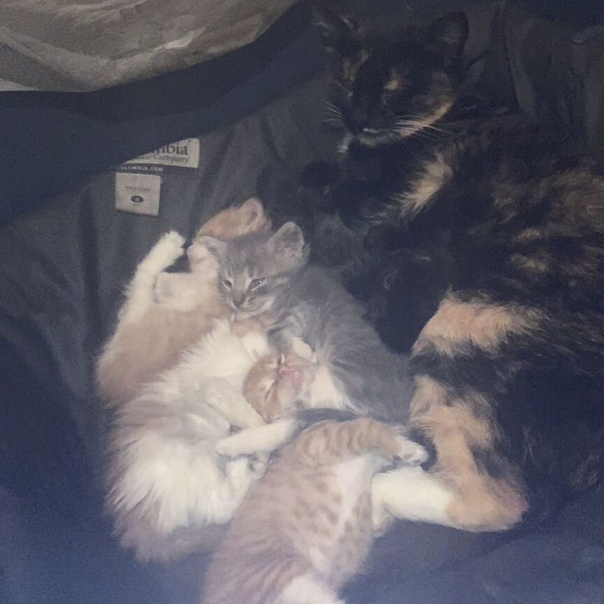 Счастье полосатое Вам в дом)