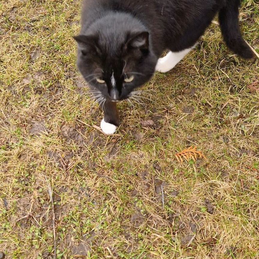 Отдам кошку в добрые руки бесплатно