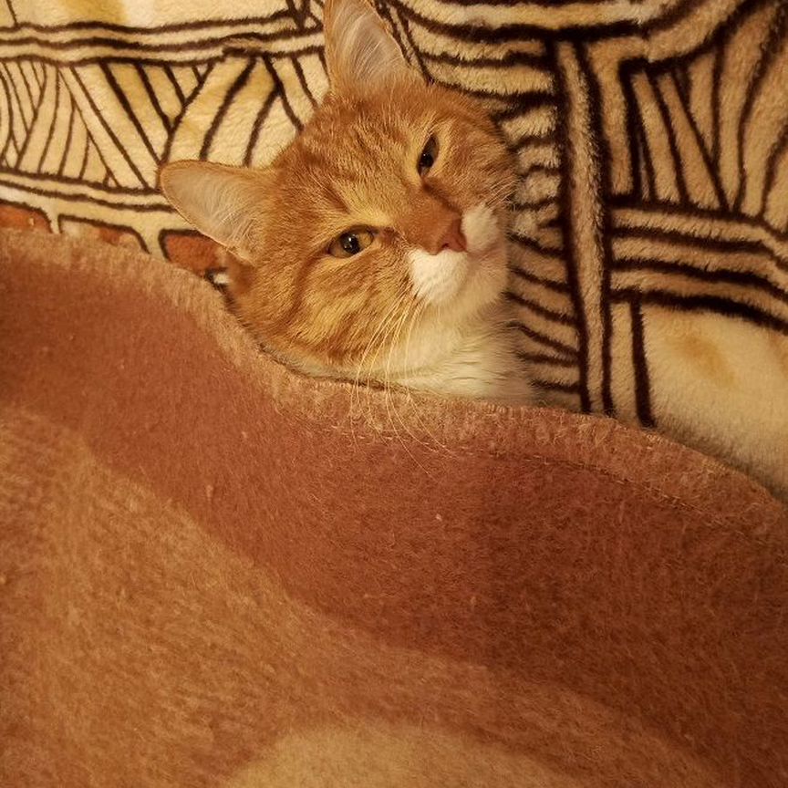 Полюбоваться и потрогать котика