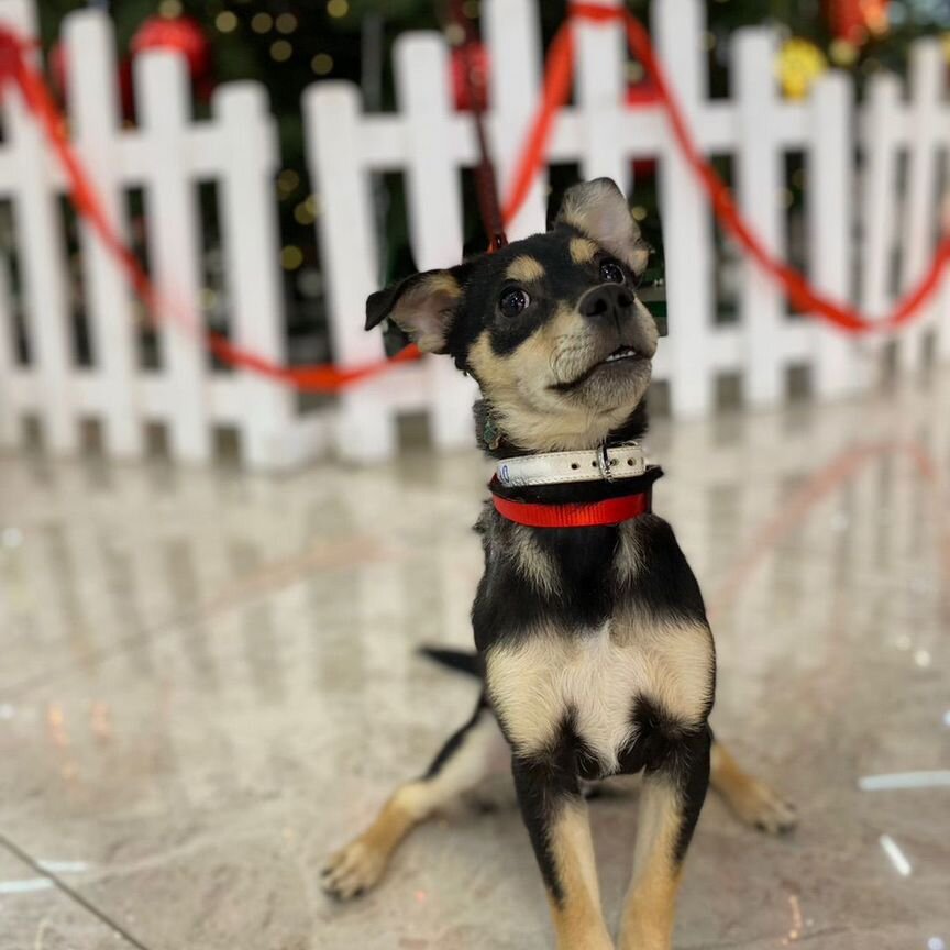 Щенок в добрые руки