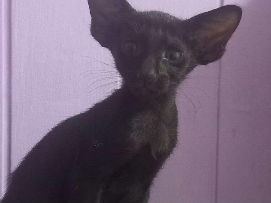 Кошки породистые