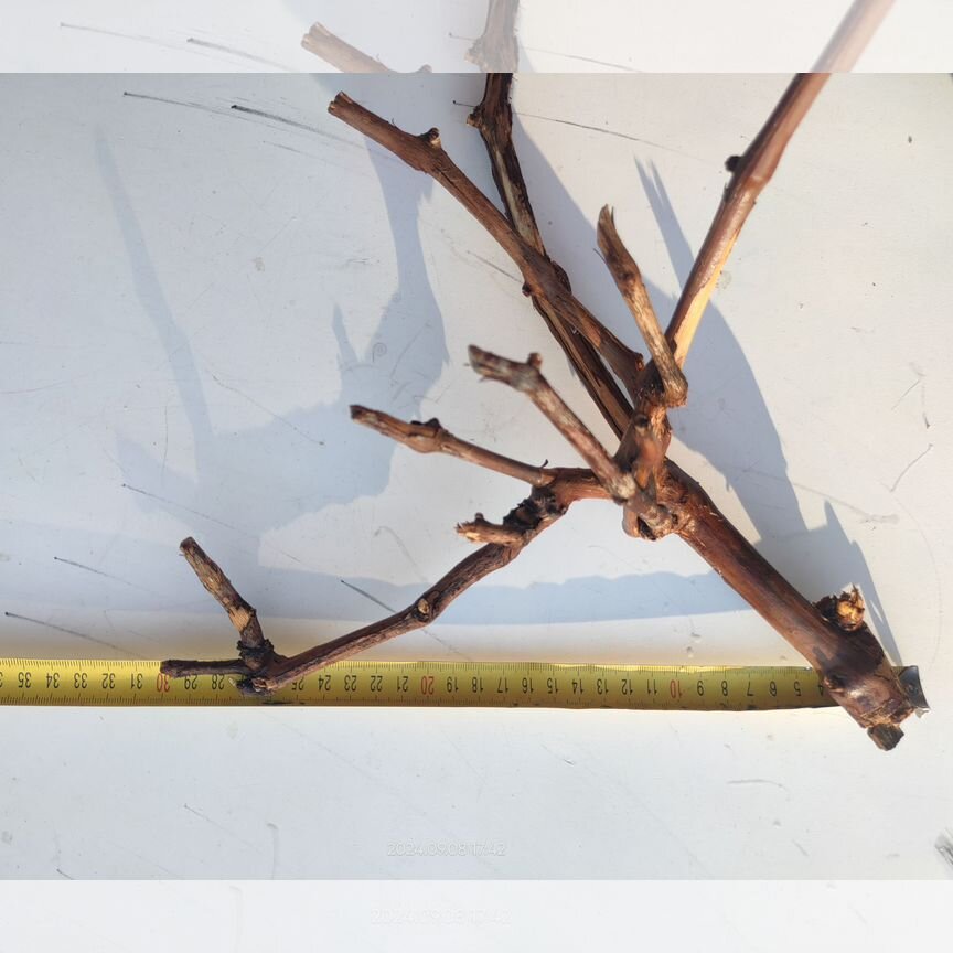 Коряга виноградная (лоза)