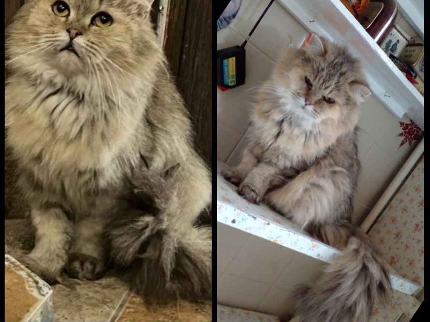 Британская длинношерстная шиншилла