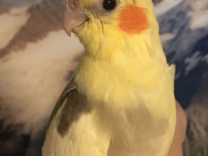 Птенец попугая карелла выкормыш