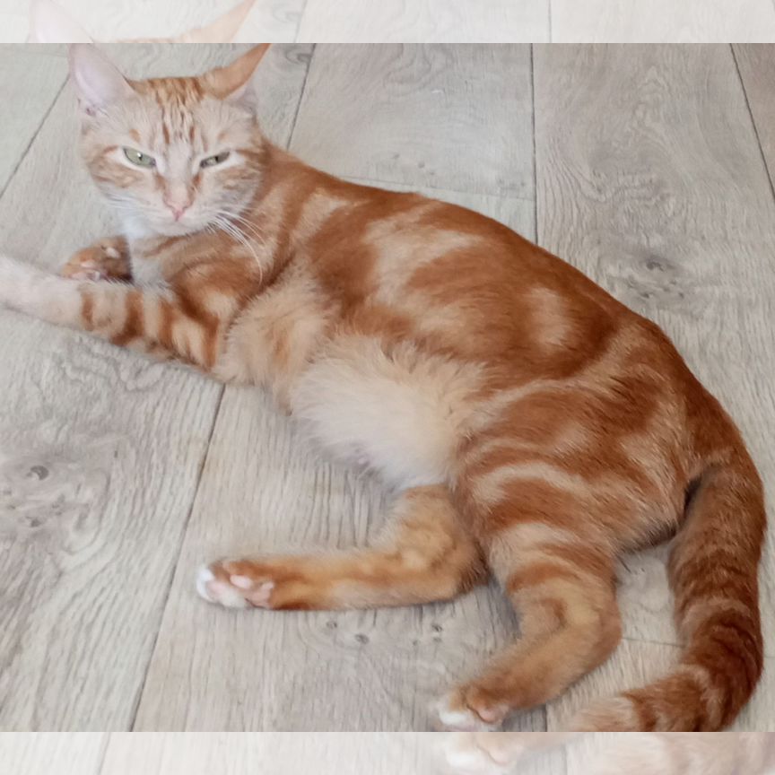 Американский короткошёрстный котёнок