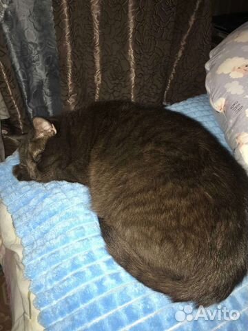 Домашние животные кошки