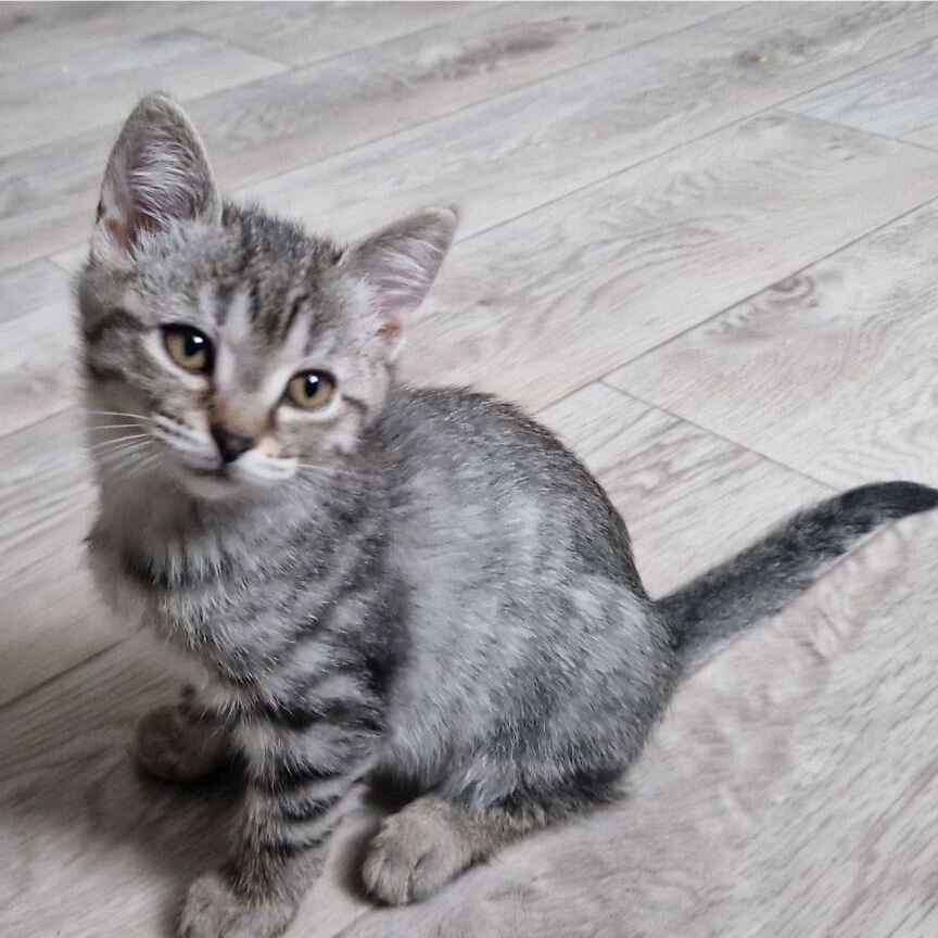 Котёнок в добрые руки