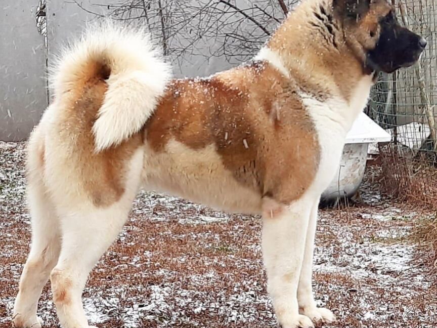 Американская акита и якутская лайка